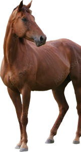 Large Animal Distributors/Dealers - Double K Industries